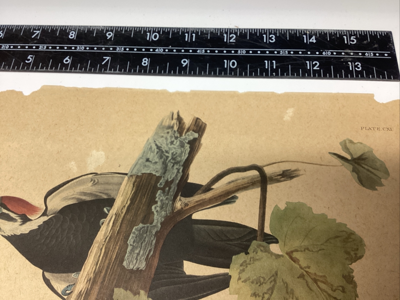 John James Audubon | Pileated Woodpecker (1948) | MutualArt