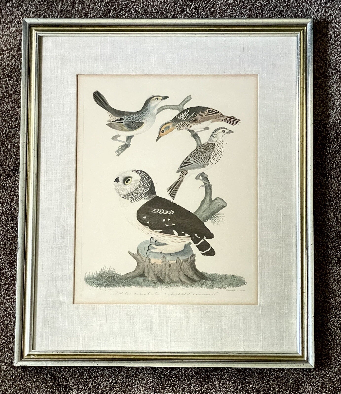 Alexander Wilson | Early 19th Century Alexander Wilson Ornithology ...