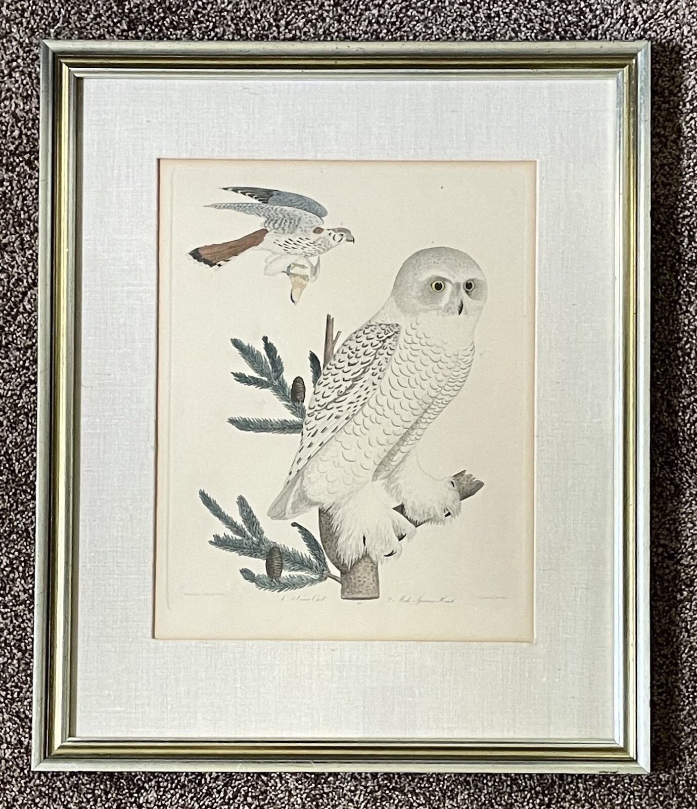 Alexander Wilson | Early 19th Century Alexander Wilson Ornithology ...