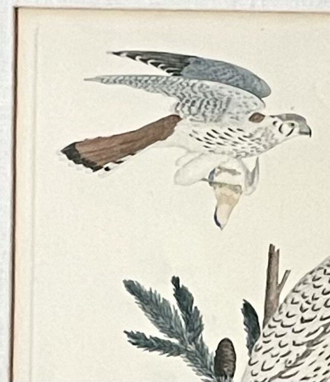 Alexander Wilson | Early 19th Century Alexander Wilson Ornithology ...