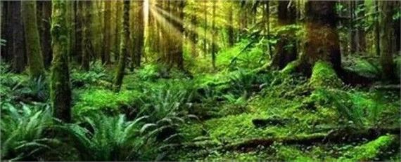 Peter Lik | Devine Lights (2010 - 2023) | MutualArt