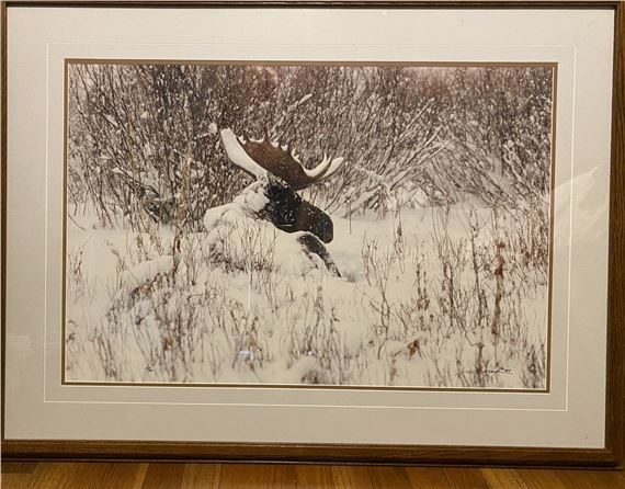 Thomas Mangelsen | Shelter on the Willows - Moose (1988) | MutualArt