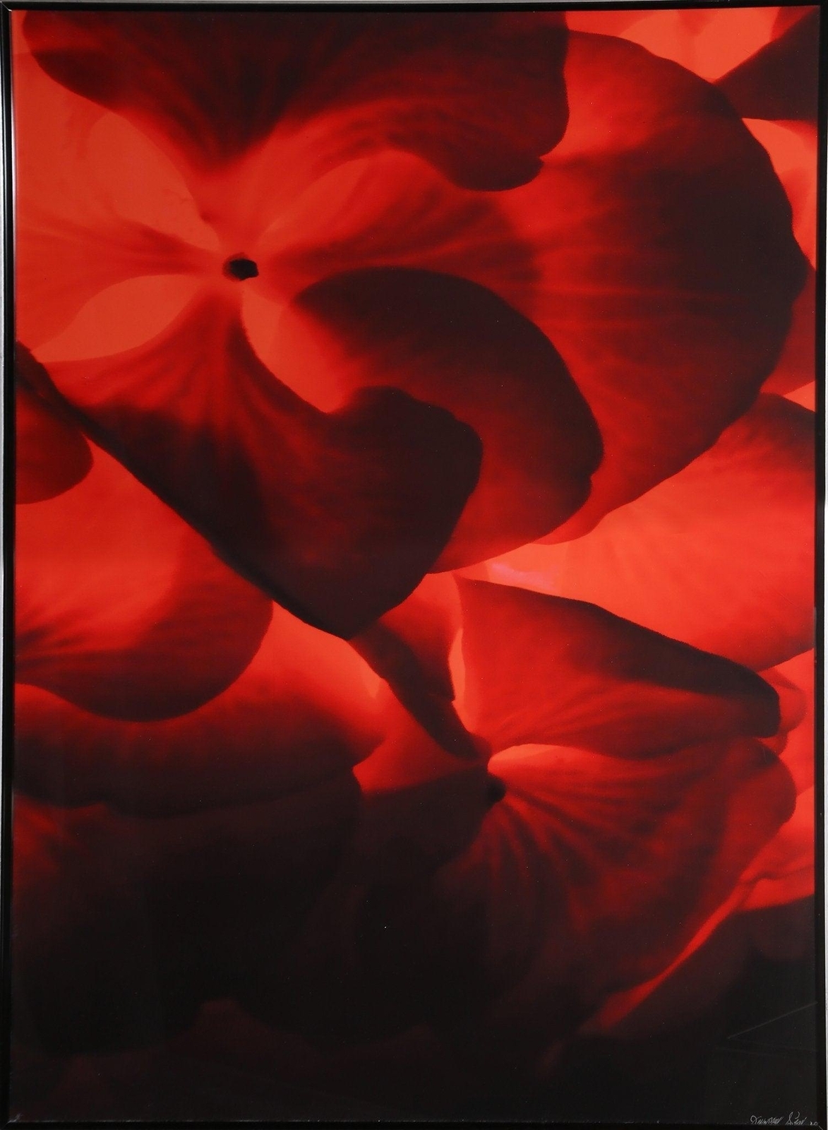 Jonathan Singer | Red and Black Macro Flowers (2012) | MutualArt