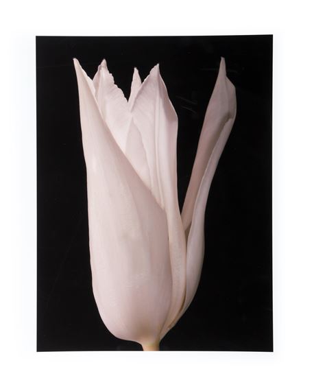 Jonathan Singer | White Tulip (Circa 2010) | MutualArt