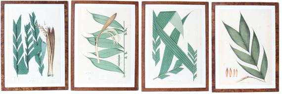Joao Barbosa Rodrigues | Palm Tree Field Drawings Framed Original (2009 ...