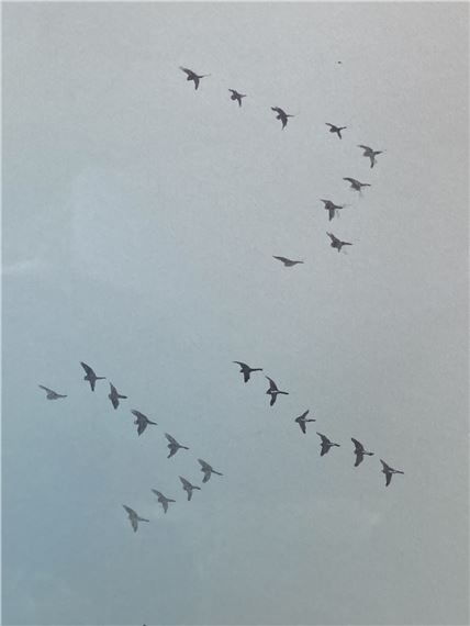 Duane Raver, Jr. | Snow Geese (1970s) | MutualArt
