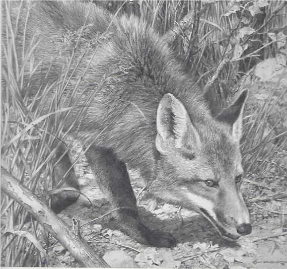 Carl Brenders | FOX IN STALKING ATTITUDE (2016) | MutualArt