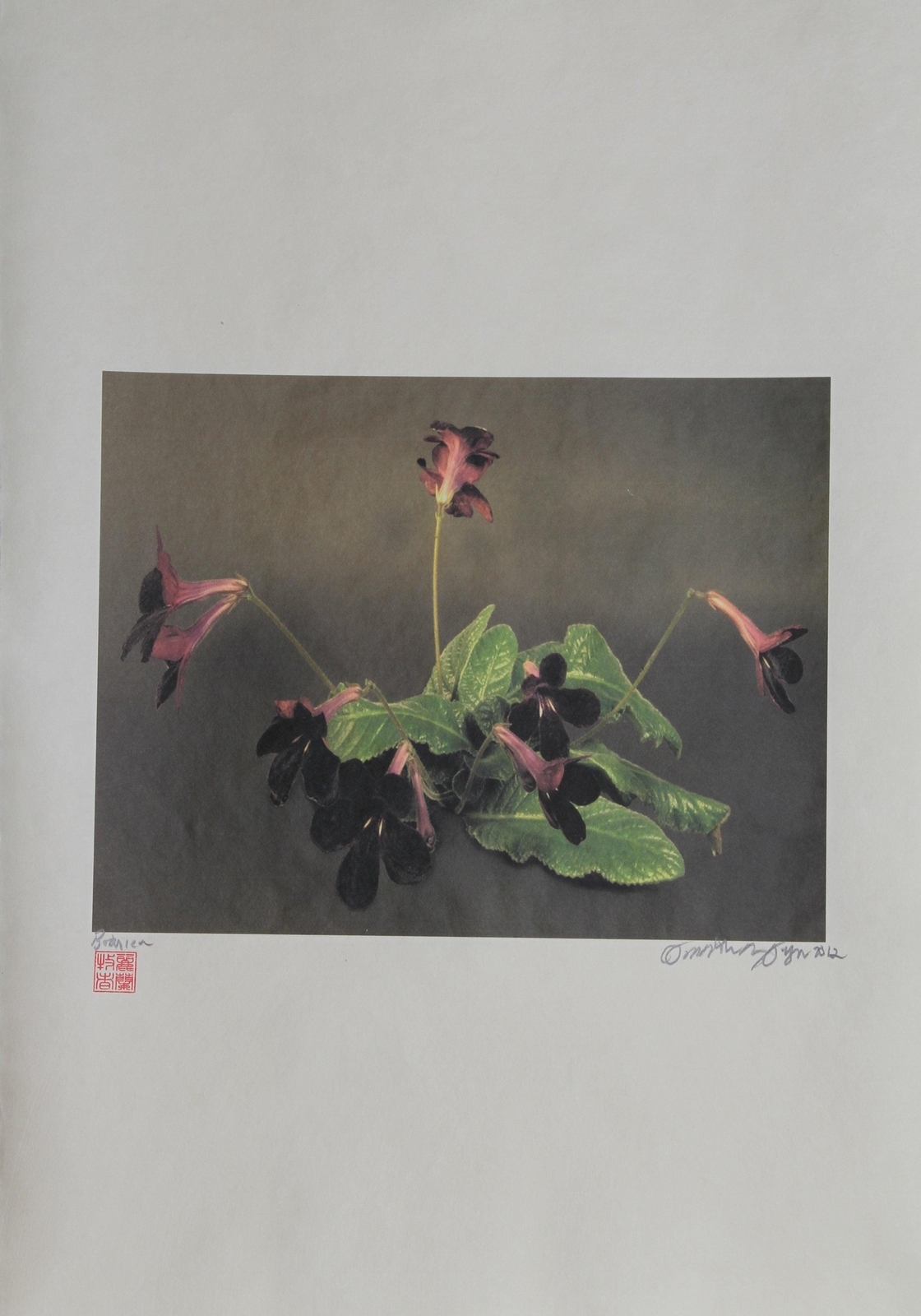 Jonathan Singer | Dark Purple Plant (2012) | MutualArt