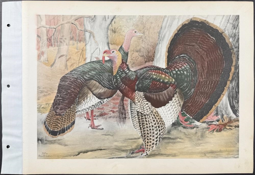 Rex Brasher | Birds and Trees of North America (1931) | MutualArt