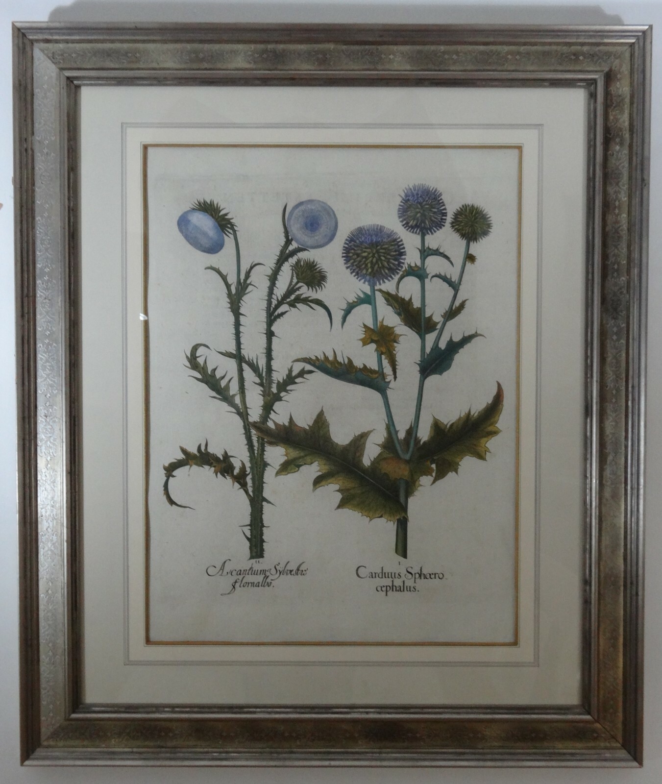 Basilius Besler | Cardius Sphoero Cephalus and Acantium Sylvestru ...