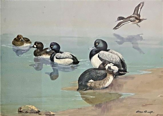 Allan Brooks | Duck Painting of Greater & Lesser Scaup (Circa 1919 ...