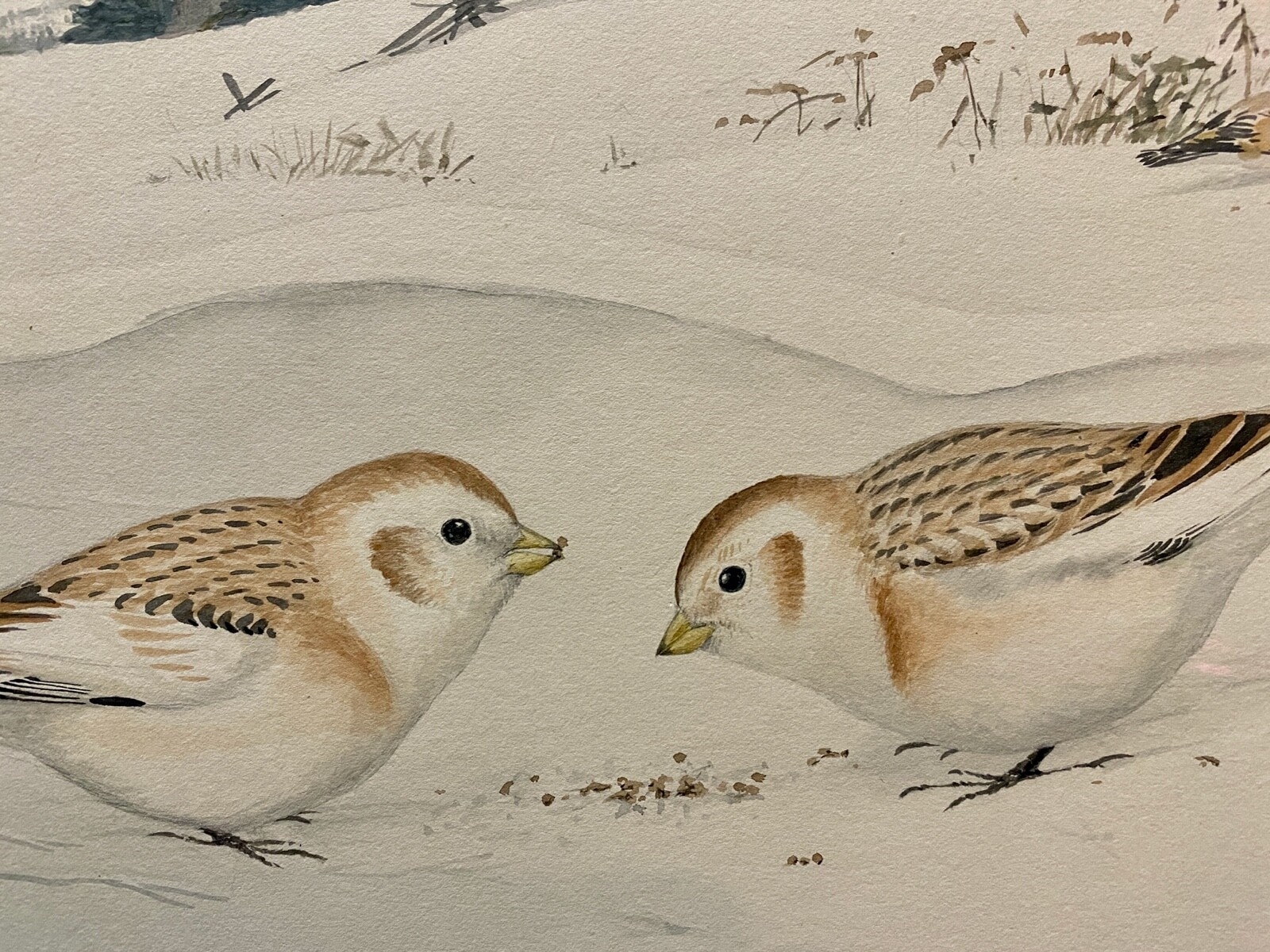 Louis Agassiz Fuertes | Snow Buntings (1904) | MutualArt