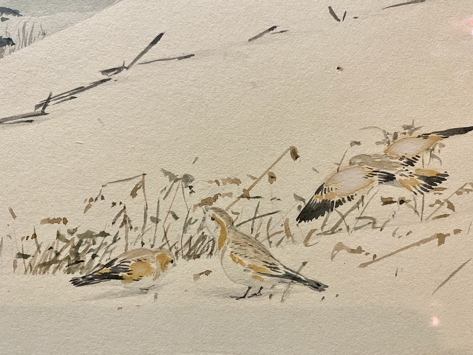 Louis Agassiz Fuertes | Snow Buntings (1904) | MutualArt