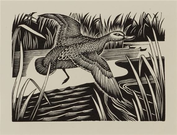 E. Mervyn Taylor | Grey Duck (1957) | MutualArt