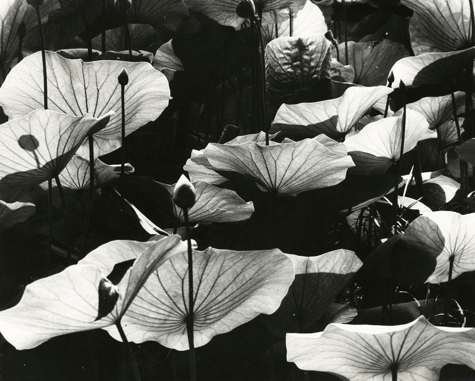 Dushan Stanimirovitch | Plant and animal studies (1960) | MutualArt