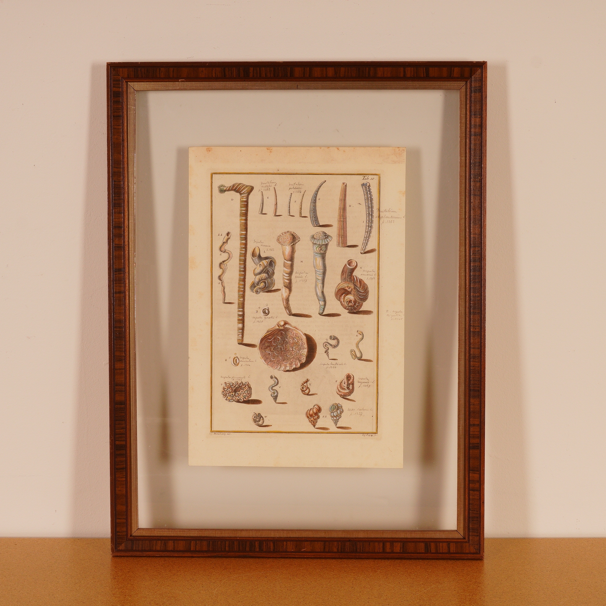 Pietro Antonio Pazzi | A detailed study of marine specimens including ...