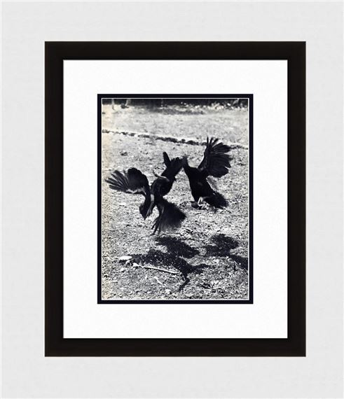 Elizabeth. R. Hibbs | Birds Fighting (1937 - 1940) | MutualArt