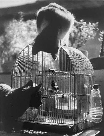 Jean Ribière | The birds and the cat | MutualArt