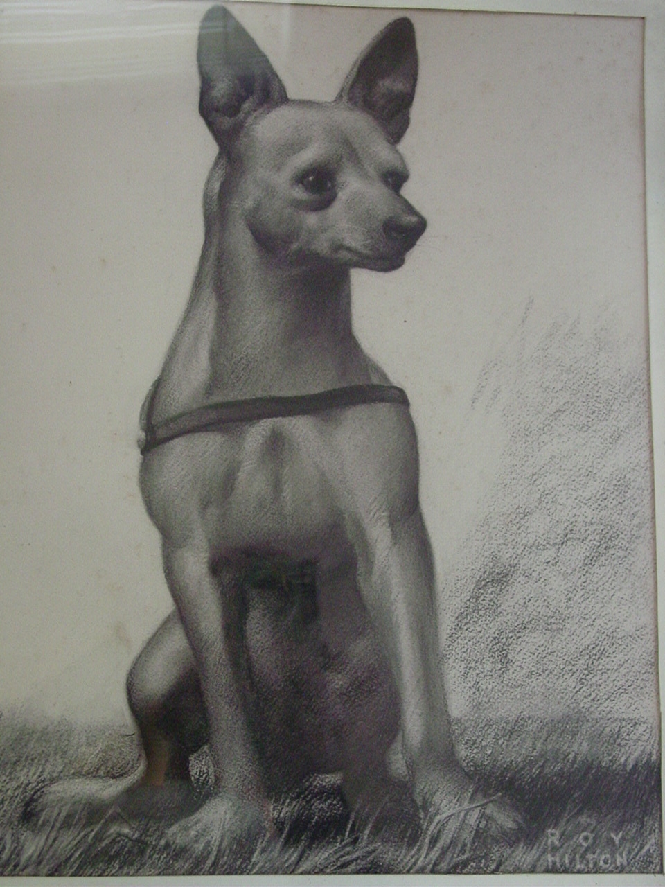 Roy Hilton | Chihuahua Dog Charcoal Drawing (1900 - 1949) | MutualArt