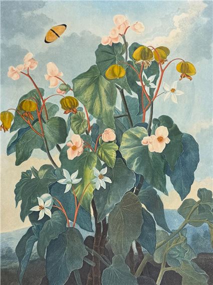 Robert John‏ Thornton | The Oblique-leaved Begonia (1787 - 1812 ...