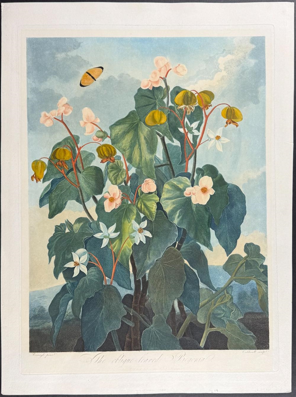 Robert John‏ Thornton | The Oblique-leaved Begonia (1787 - 1812 ...
