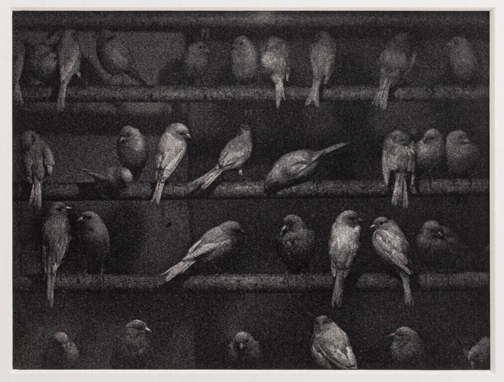 George Krause | Birds, Mexico (1965) | MutualArt