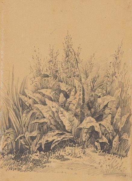 Félix Resurrección Hidalgo | Plantas | MutualArt