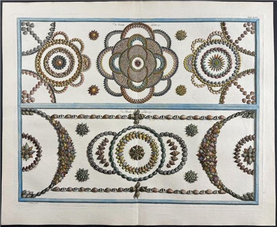Albertus Seba | Shells | MutualArt