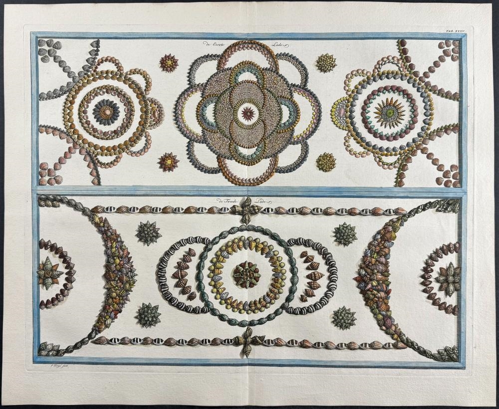 Albertus Seba | Shells (1734 - 1765) | MutualArt