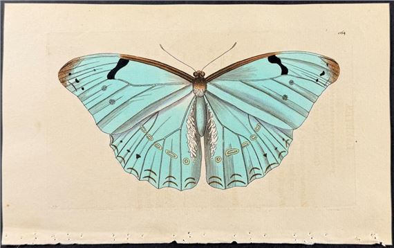 Frederick Polydore Nodder | Butterfly (Papilio Laertis (1789 - 1813 ...
