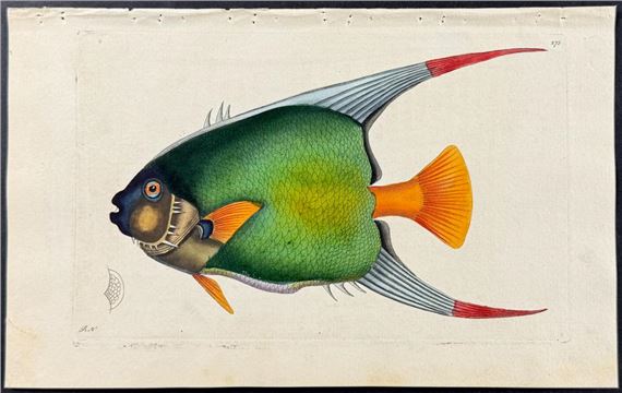 Frederick Polydore Nodder | Double-scaled Chaetodon Fish (1789 - 1813 ...