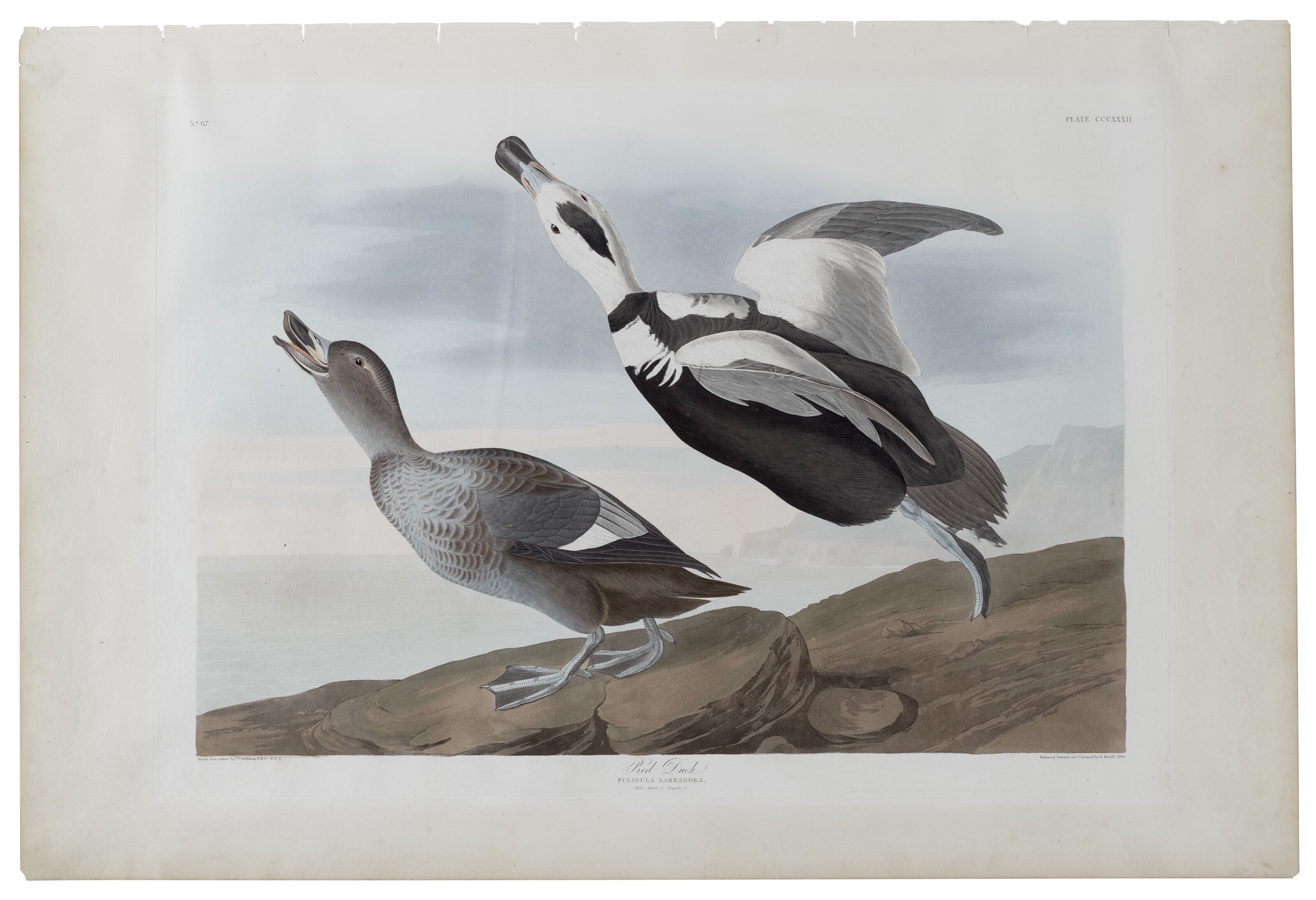 John James Audubon | Pied Duck (Plate CCCXXXII) Labrador Duck ...