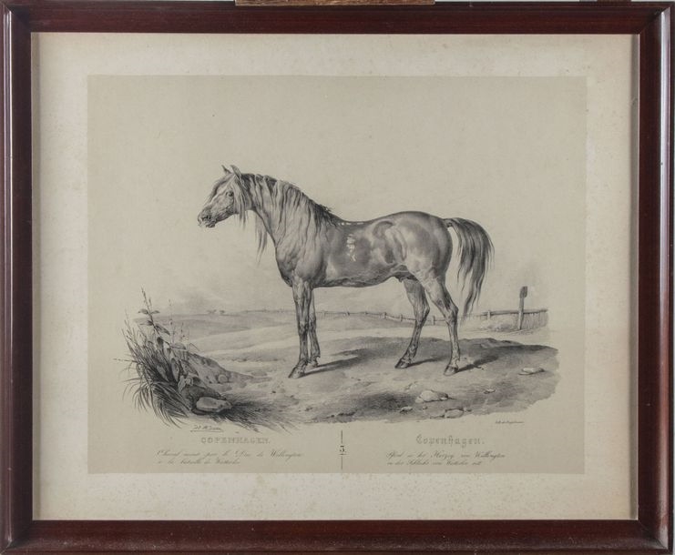 Victor Adam | Copenhagen - Horse ridden by the Duke of Wellington at ...