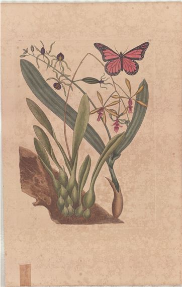 Catesby Mark | Bahaman Orchid & Pine Grasshopper | Compare similar ...