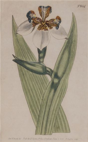 Francis Sansom | Flower studies (1803) | MutualArt