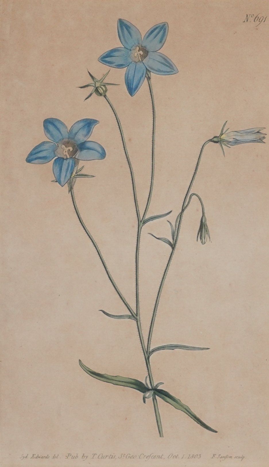 Francis Sansom | Flower studies (1803) | MutualArt