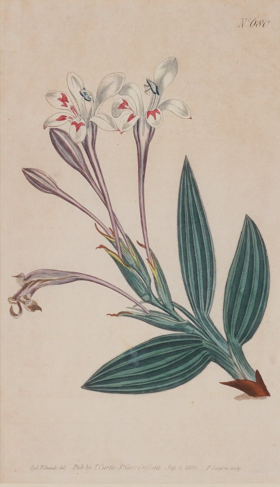 Francis Sansom | Flower studies (1803) | MutualArt