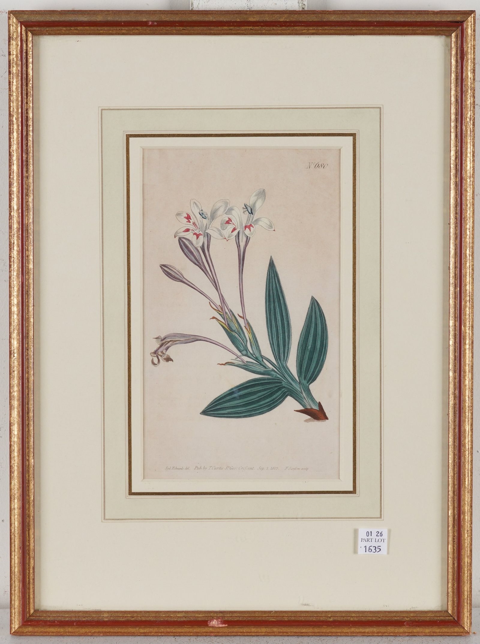 Francis Sansom | Flower studies (1803) | MutualArt