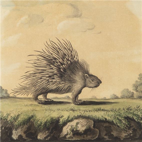 European School | A Porcupine in a Landscape (18th Century 19th Century ...