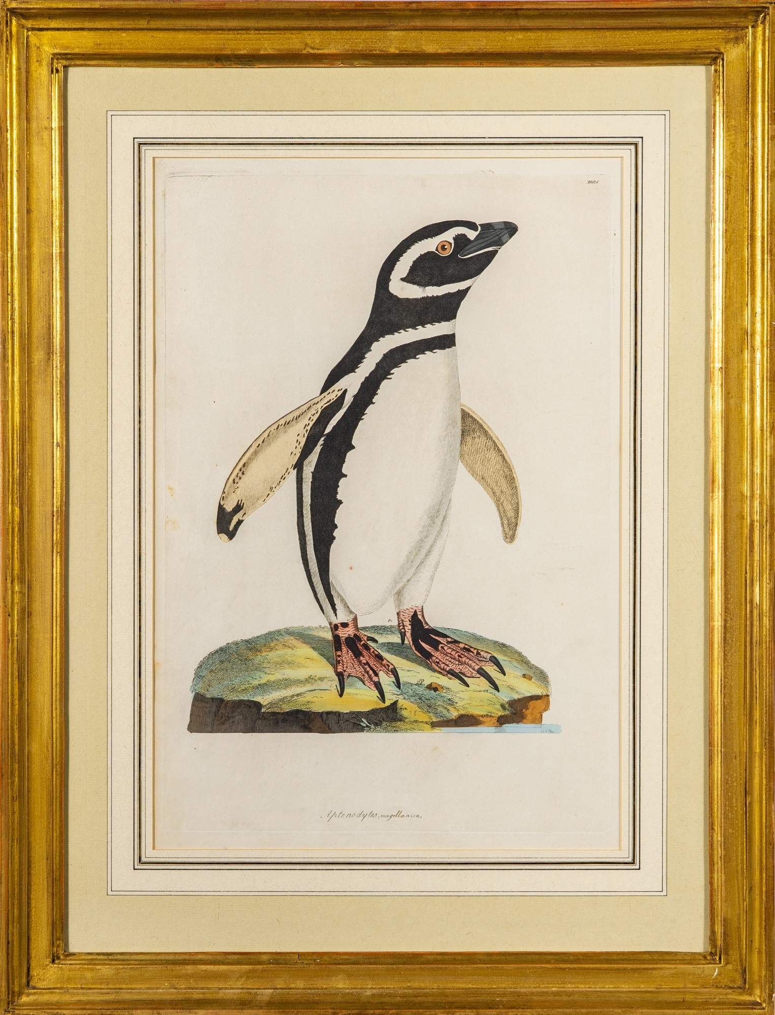 John Frederick Miller | PENGUINS (Circa 1800) | MutualArt