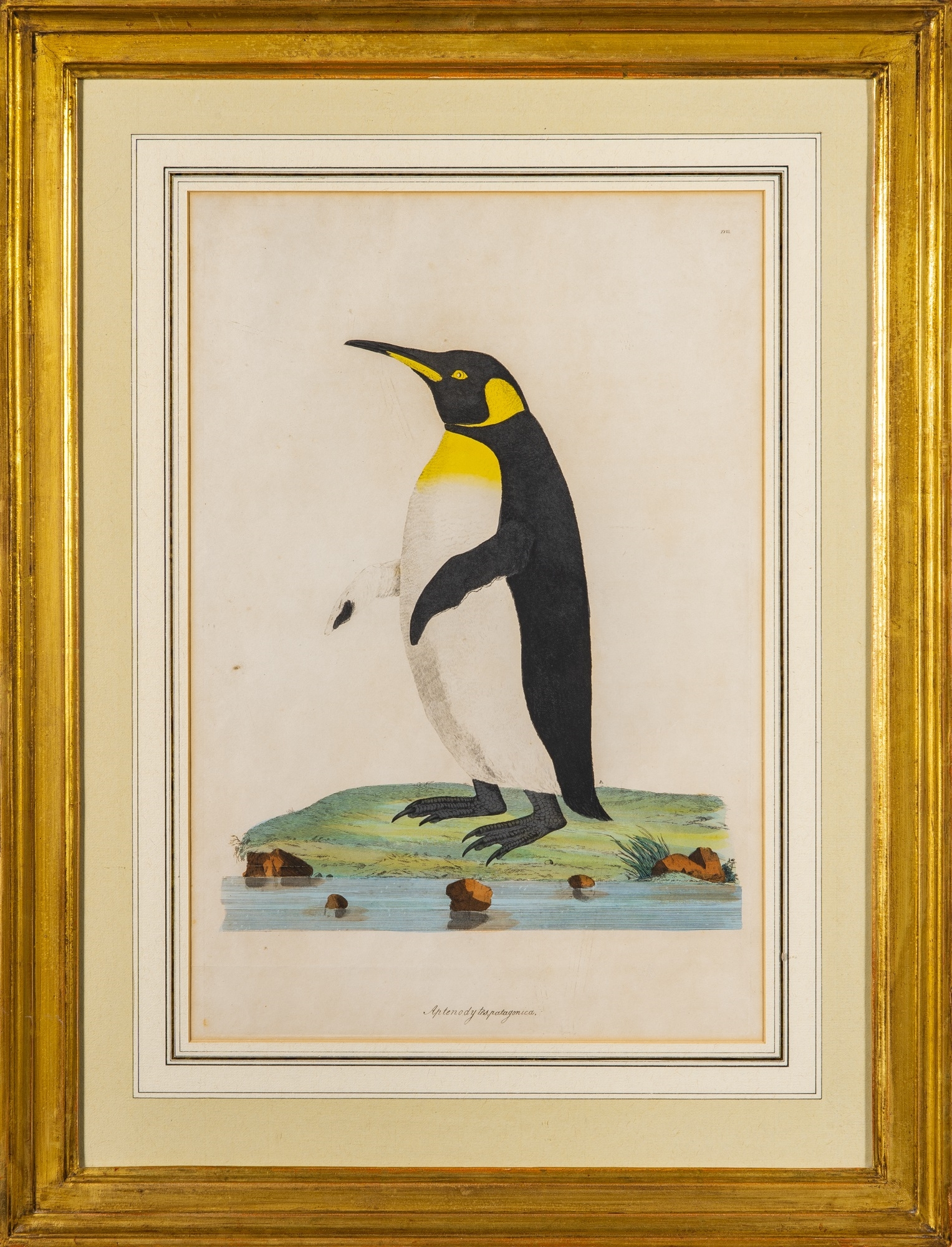 John Frederick Miller | PENGUINS (Circa 1800) | MutualArt