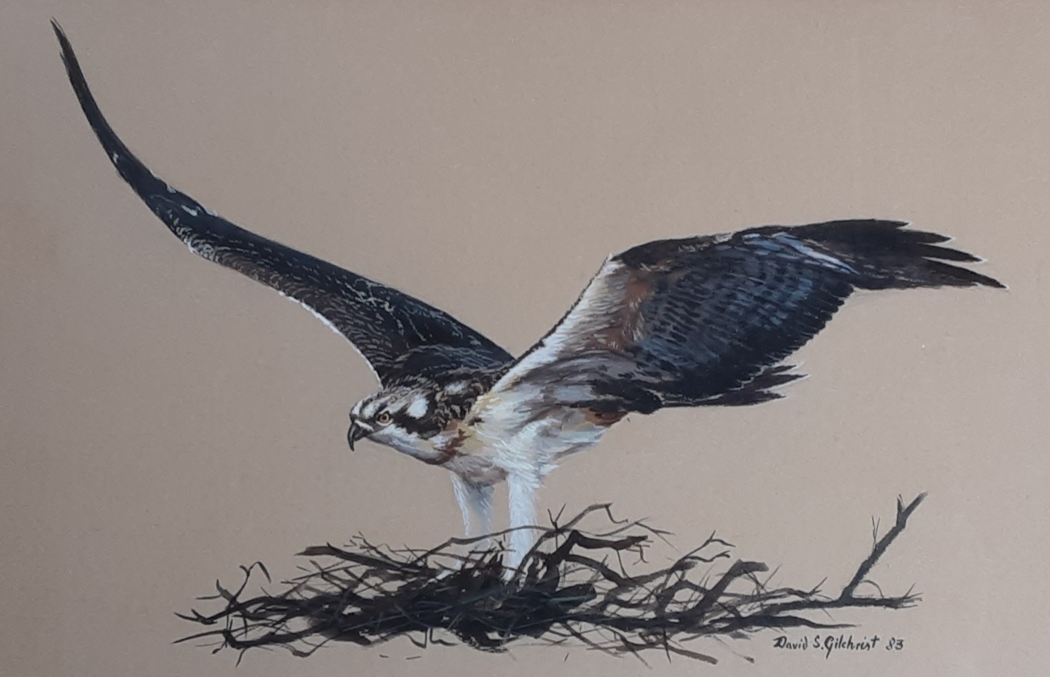 David S. Gilchrist | TWO BIRD STUDIES | MutualArt
