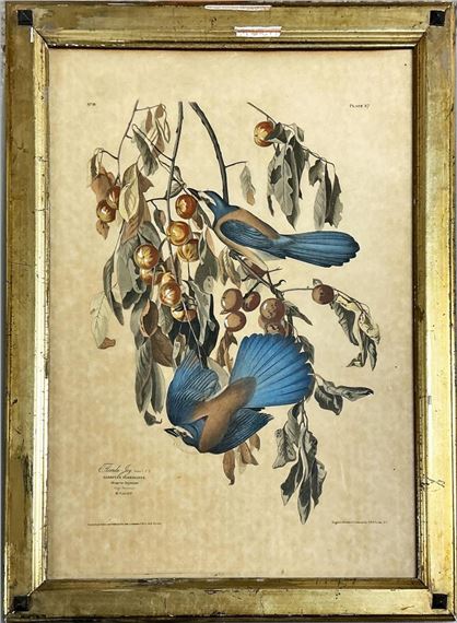 John James Audubon | Florida Jay | MutualArt