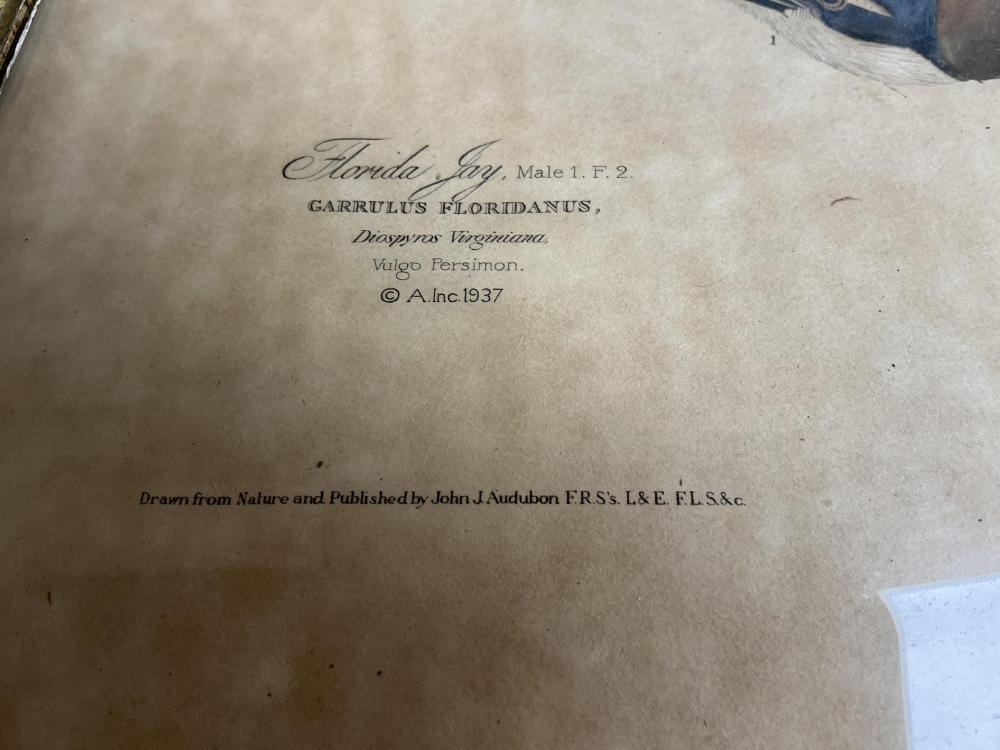 John James Audubon | Florida Jay | MutualArt