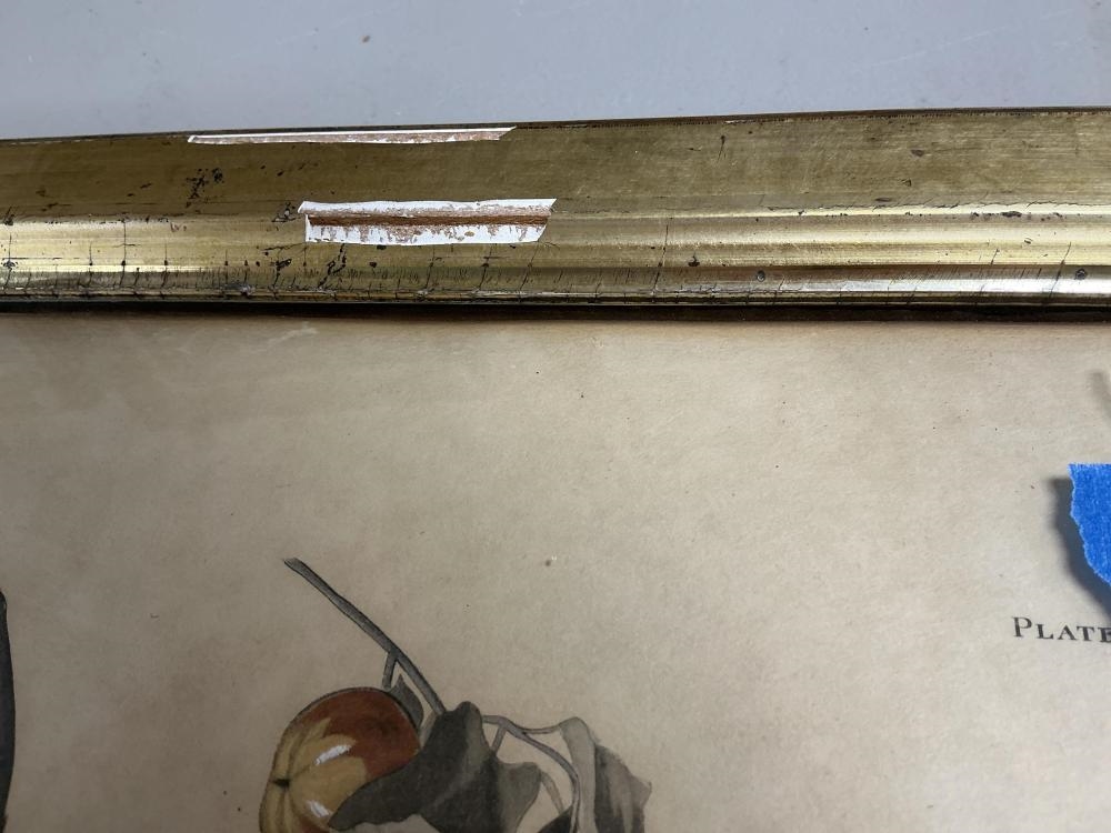 John James Audubon | Florida Jay | MutualArt