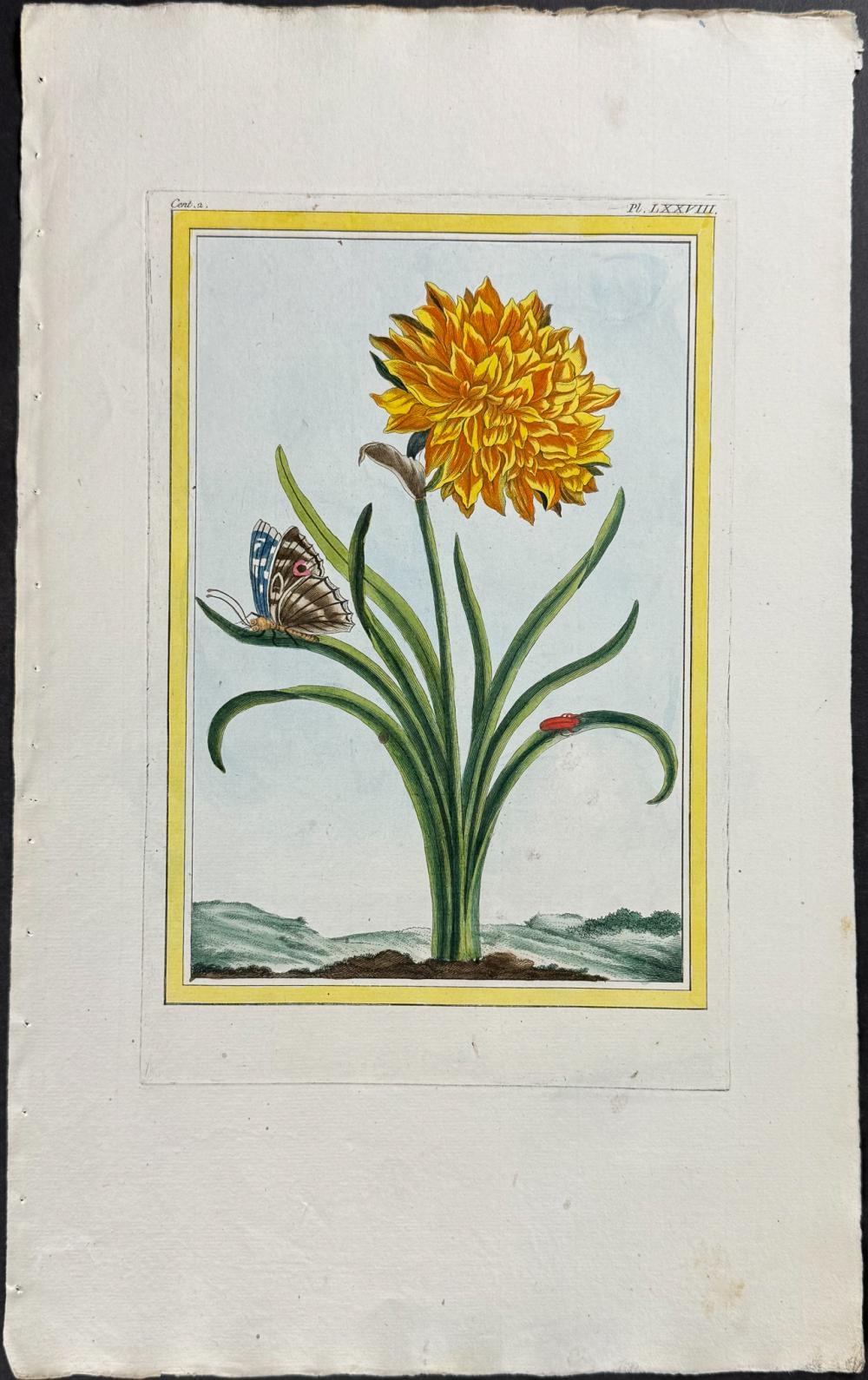 Pierre Joseph Buchoz | Daffodil & Butterfly (1775 - 1782) | MutualArt