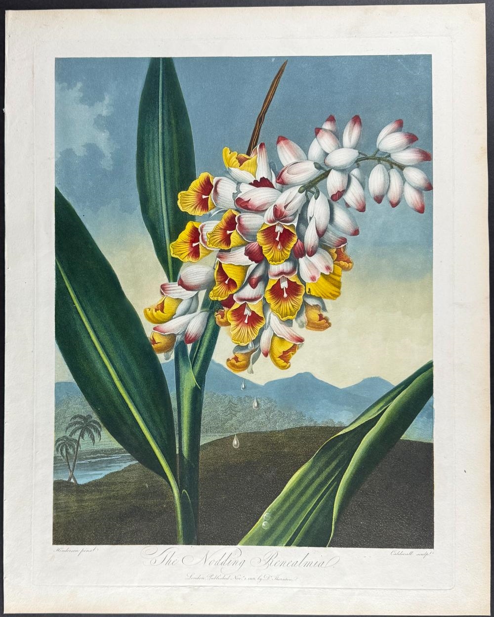 Robert John‏ Thornton | The Nodding Renealmia (1787 - 1812) | MutualArt