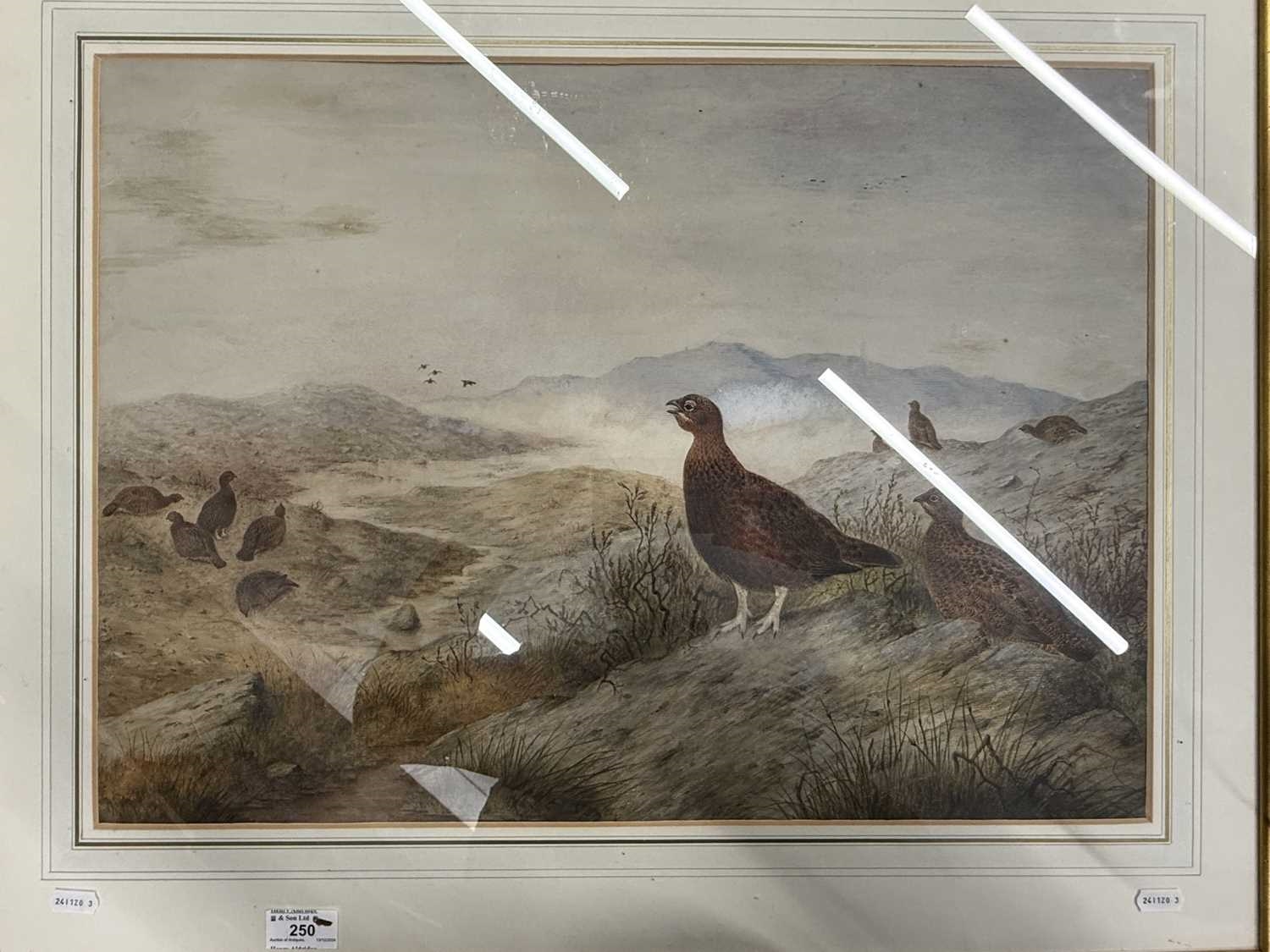 Scottish School | Red grouse | MutualArt