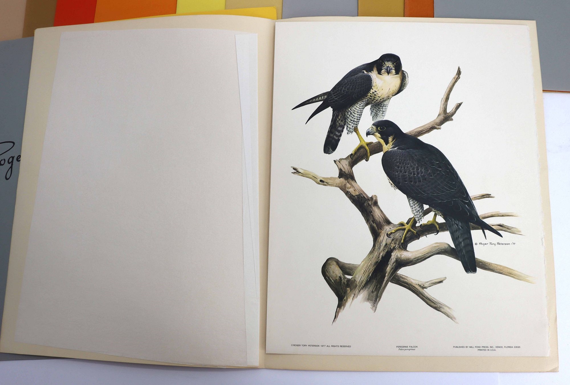 Roger Tory Peterson | Fifteen Wildlife Art Prints of Birds | MutualArt