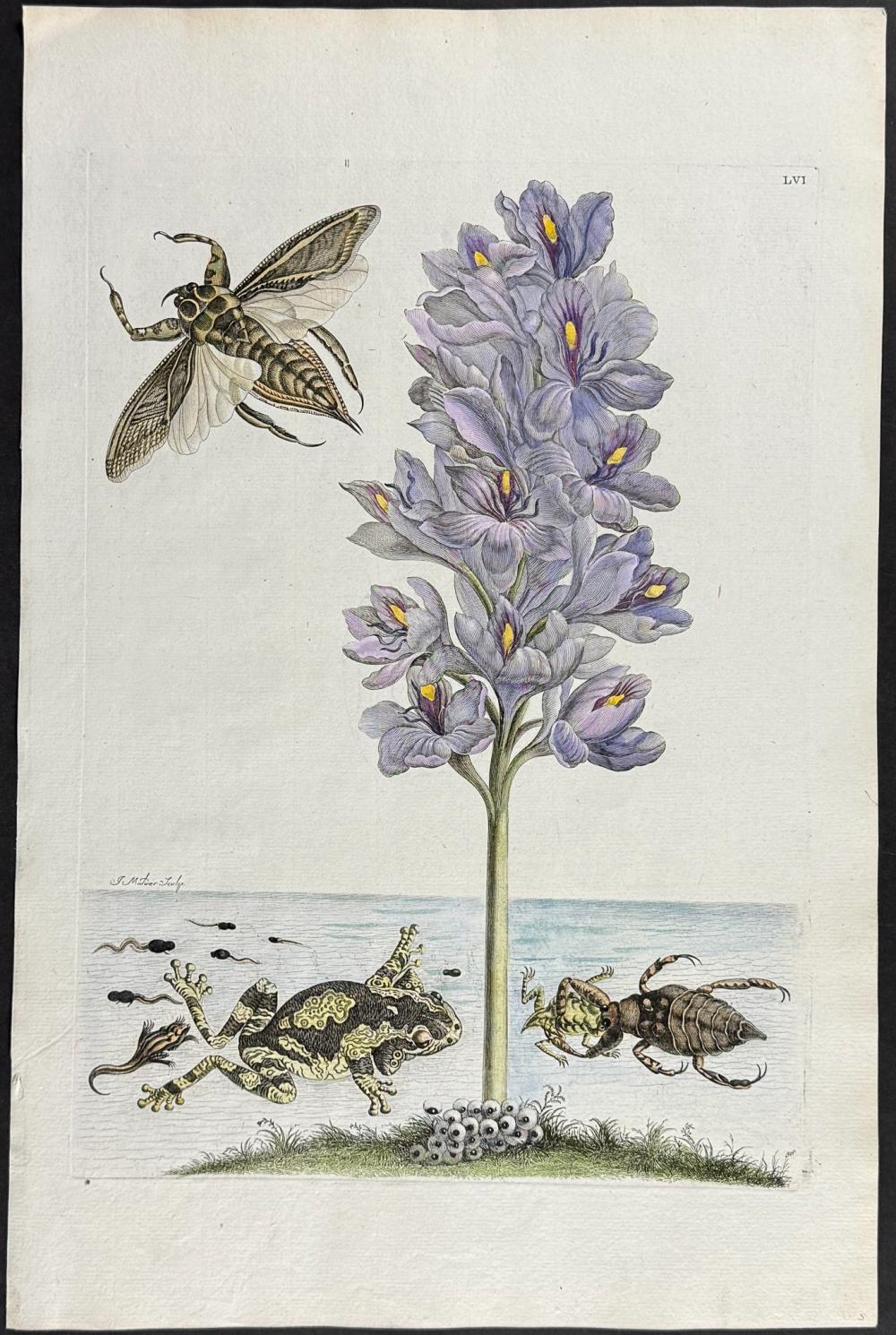 Maria Sibylla Merian | Hyacinth with Frog, Tadpole, & Eggs and Water ...